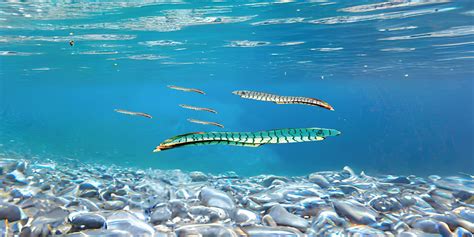 Zhongjianichthys An Illusive Big Nosed Vertebrate Relative