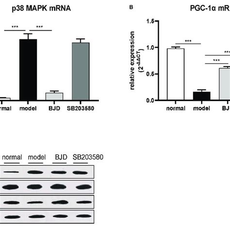 Bjd Treatment Inhibited P38 Mapk Pgc 1α Signaling Pathway A B The Download Scientific