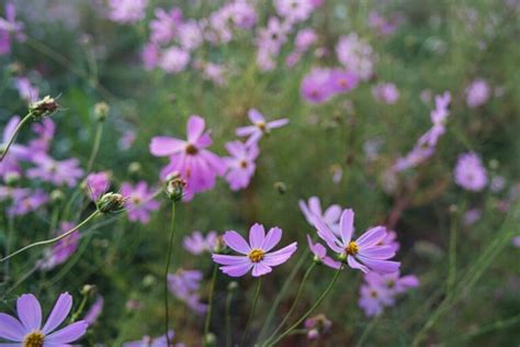 【flutter】clipboardで簡単コピー＆ペースト実装法│flutter Salon