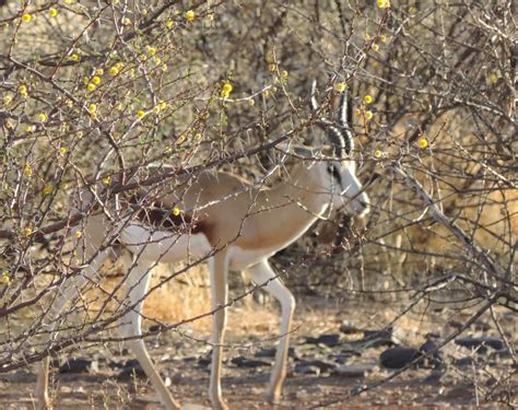 Springbok Namibia Hunter