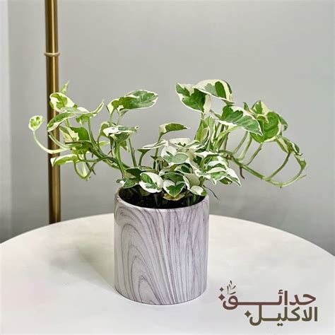 نباتات واشجار صناعيه داخليه