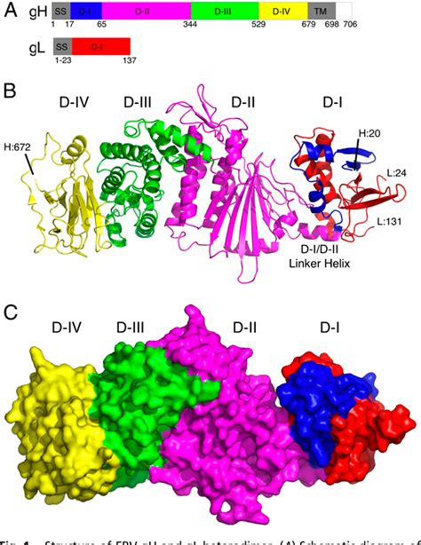 Figure 1 From Crystal Structure Of The Epstein Barr Virus Ebv