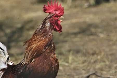 Rooster Crowing At Night Superstitions And Myths Chicken And Chicks Info