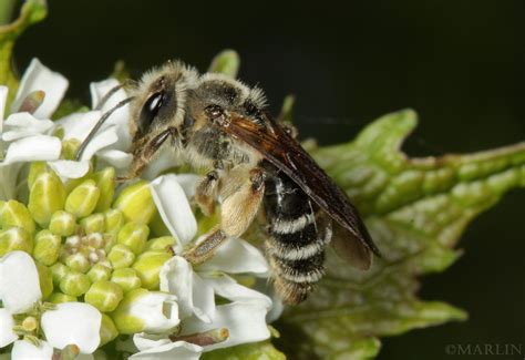 Halictid Bee H Legatus North American Insects And Spiders