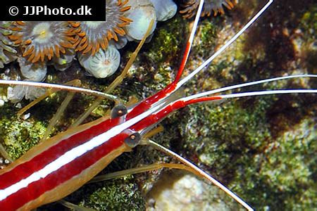 Skunk Cleaner Shrimp Care Size Life Span Tank Mates Breeding