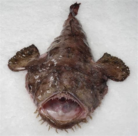 Monkfish