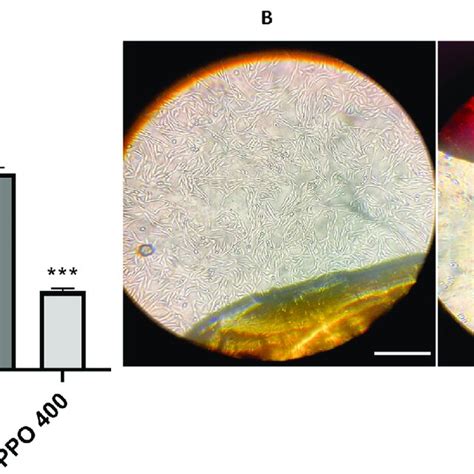 A Mean Values Of Cell Viability Obtained By Xtt Assay In Gm07492 A