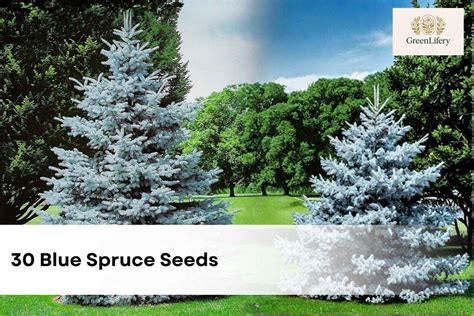 30 Colorado Blue Spruce Seeds Picea Pungens Glauca Non Gmo Etsy