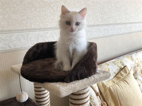 りんなちゃん006 ｜ レッドトイボックス