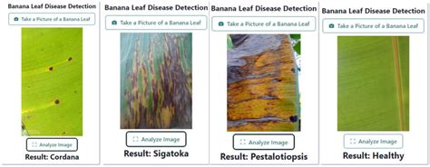 Screenshots Taken From The Web App Classifying Banana Diseases Download Scientific Diagram