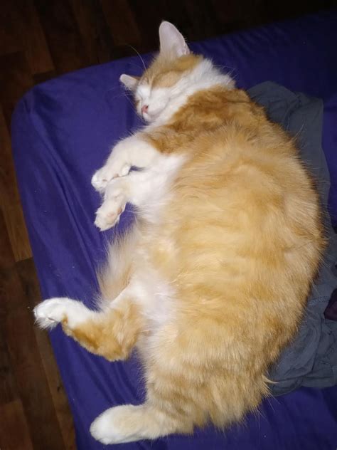 My Kitt Kat😻 Rcats