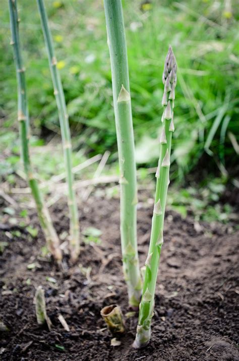 Asparagus Planting Guide Timing For Planting And Harvest Harvesting
