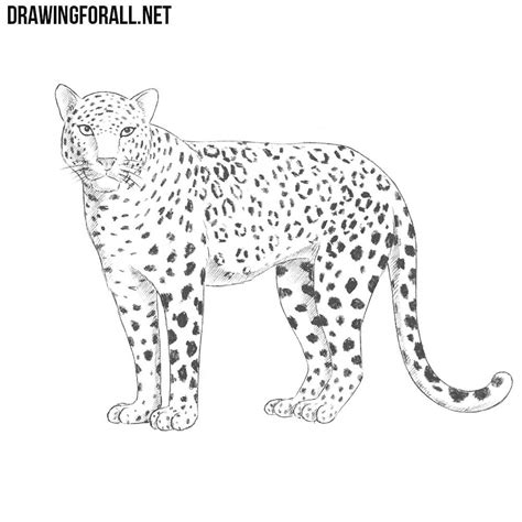 How To Draw A Leopard DrawingForAll Net How To Draw A Leopard DrawingForAll Net