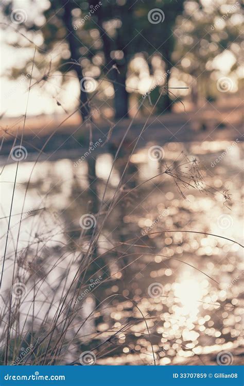 Wild Grass By A Dam Stock Image Image Of Sunrise Lake 33707859