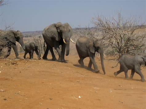 Free Images Walking Group Running Adventure Wildlife Herd