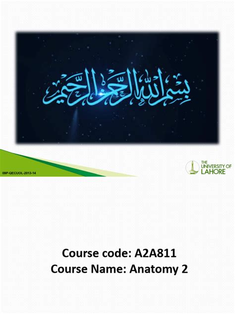 Lec 13 Sacral Plexus Pdf Human Leg Pelvis