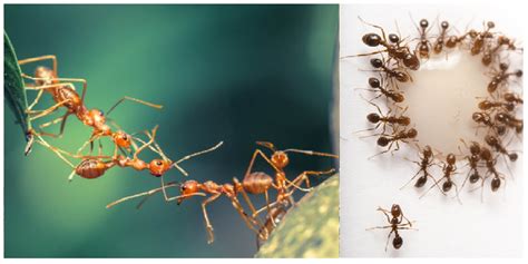 Las Hormigas Cruciales En El Ecosistema Godues