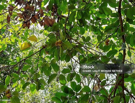 Lakoocha Monkey Jack Monkey Fruit Artocarpus Lacucha Artocarpus