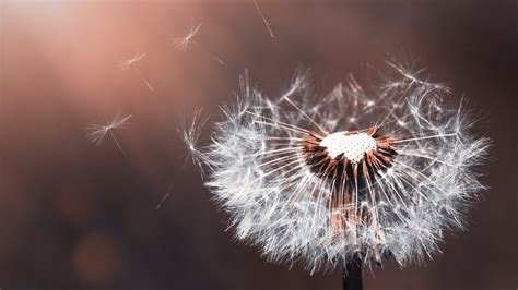 1920x1080 Dandelion Flower Macro 5k Laptop Full Hd 1080p Hd 4k