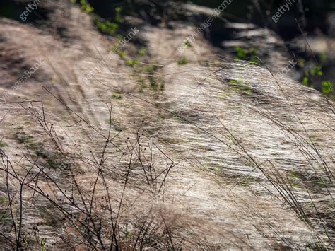 Sweetgrass In A Coastal Breeze In Florida 이미지 2156804330 게티이미지뱅크