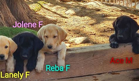 Labrador Retriever Lab Puppies For Sale In Arizona
