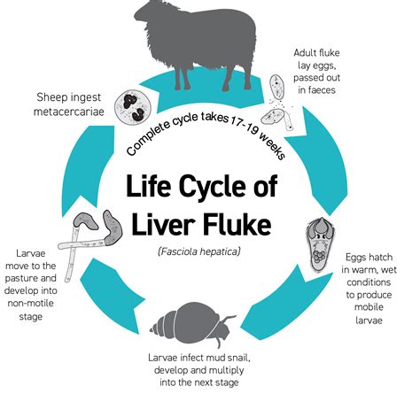 Life Cycle Of Fasciola Hepatica