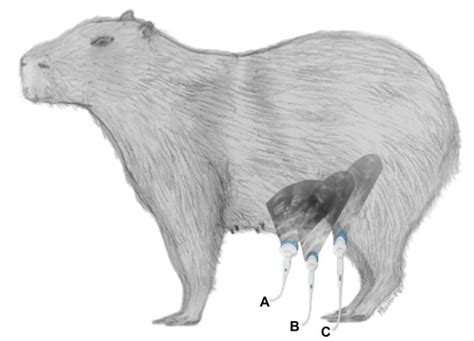 Surgical Anatomy For Sterilization Procedures In Female Capybaras