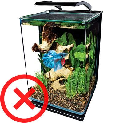 Best Betta Fish Tank Size The Wrong Size Can Kill Your Fish Fishlab
