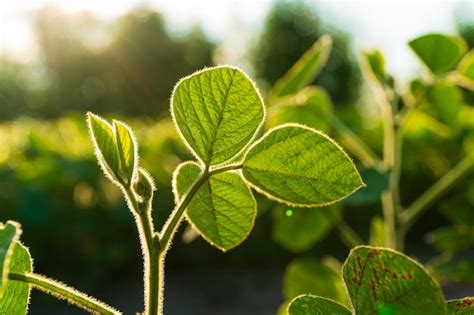 Premium Photo Green Soybean Plants Closeup Soya Bean Growing On