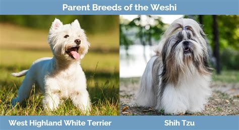 Weshi Shih Tzu And Westie Mix Info Pictures Care Guide And Traits