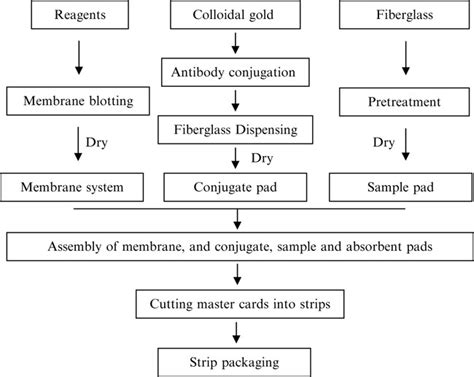 Immunochromatographic Lateral Flow Strip Tests Springerlink