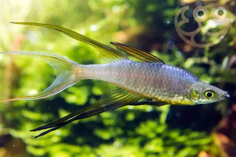 Featherfin Rainbow Fish