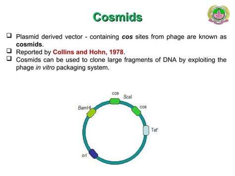 Types Of Cloning Vectors For Gene Transfer Ppt Types Of Cloning Vectors For Gene Transfer Ppt