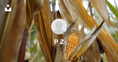 P Z Puckz Unsplash Foto Community