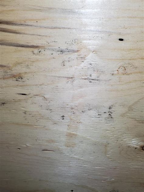 Mold Or Staining On New Plywood Rmold