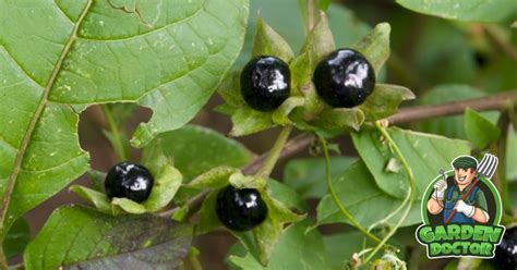Is Deadly Nightshade Poisonous To Touch Garden Doctor