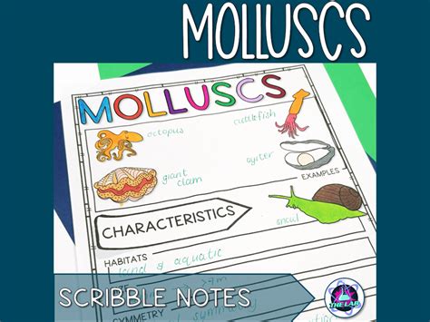 Molluscs Scribble Notes Teaching Resources
