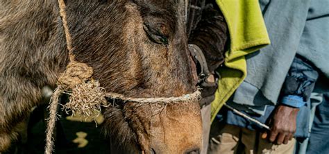 Zinger The Horses Chronic Conjunctivitis Spana