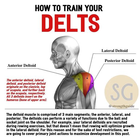Strength Training For Deltoid Muscle At Julie Farrell Blog
