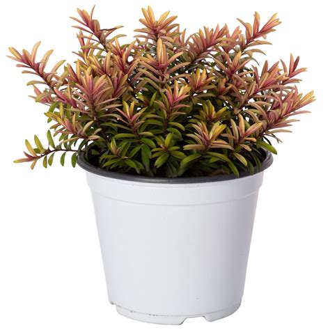 Hebe Magic Colors Planta Naturala Arbust Decorativ In Ghiveci P14