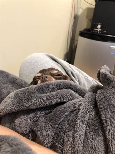 Trying To Nap When You Hear The Cheese Wrapper In The Other Room Rpeepingpooch