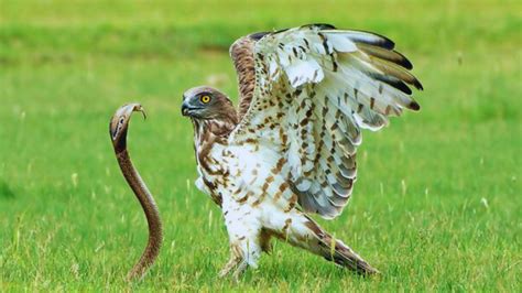 Do Hawks Eat Snakes Discover The Surprising Answer Today