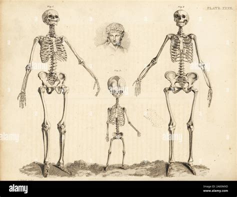 Human Skeleton Female Vs Male