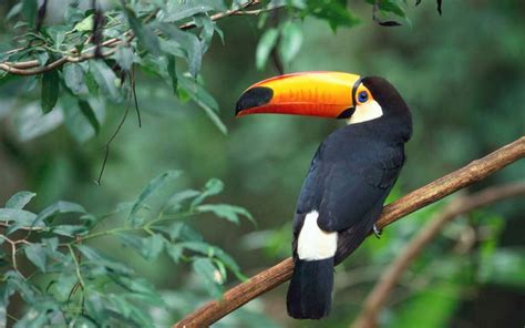 Vibrant Toco Toucan Hd Wallpaper Natures Colorful Marvel