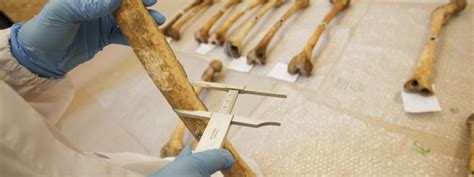 Atitlán Grebe Museum Of Nature And Humankind University Of Padua