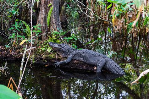 10 Fascinating Alligator Facts To Take A Bite Of A Z Animals