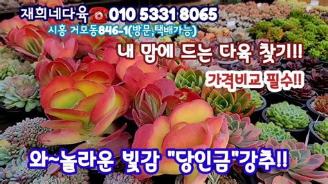 2022년12월 마지막날 영상소개당인금색감이 환상군생다육 젤리다육 창다육 골고루 다양한 재희네다육으로~succulents