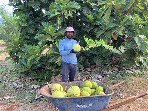 Growing Breadfruit Ufifas Extension Hillsborough County