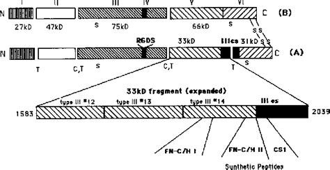 Figure 1 From Recognition Of The A Chain Carboxy Terminal Heparin Binding Region Of Fibronectin