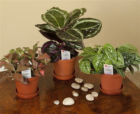 4 8 Exotic Angel Plants® Are Available In Over 400 Different Colorful